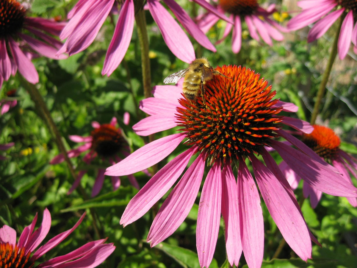 For the Body – Panacea Herbs